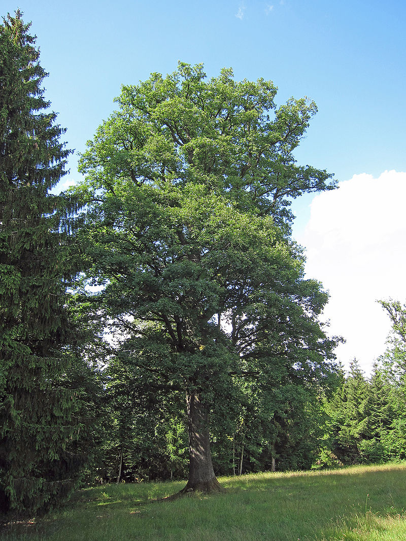 “N” Is For Nine Woods – The Keeper's Path